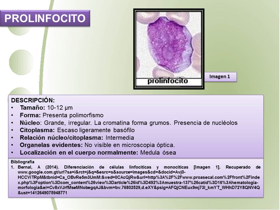 HEMATOLOGIA 2016 (FICHERO): PROLINFOCITO
