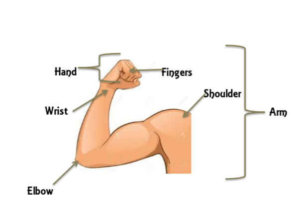 Parts of the Body (Vocabulary Part I)