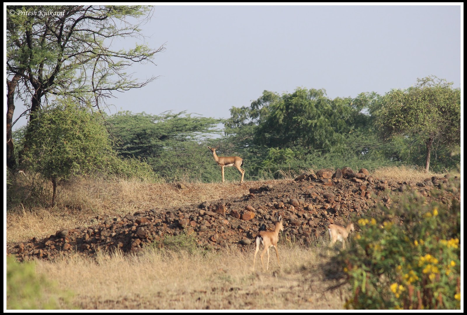 Quick trip to Mayureshwar wildlife sanctuary and Bhuleshwar Temple ...