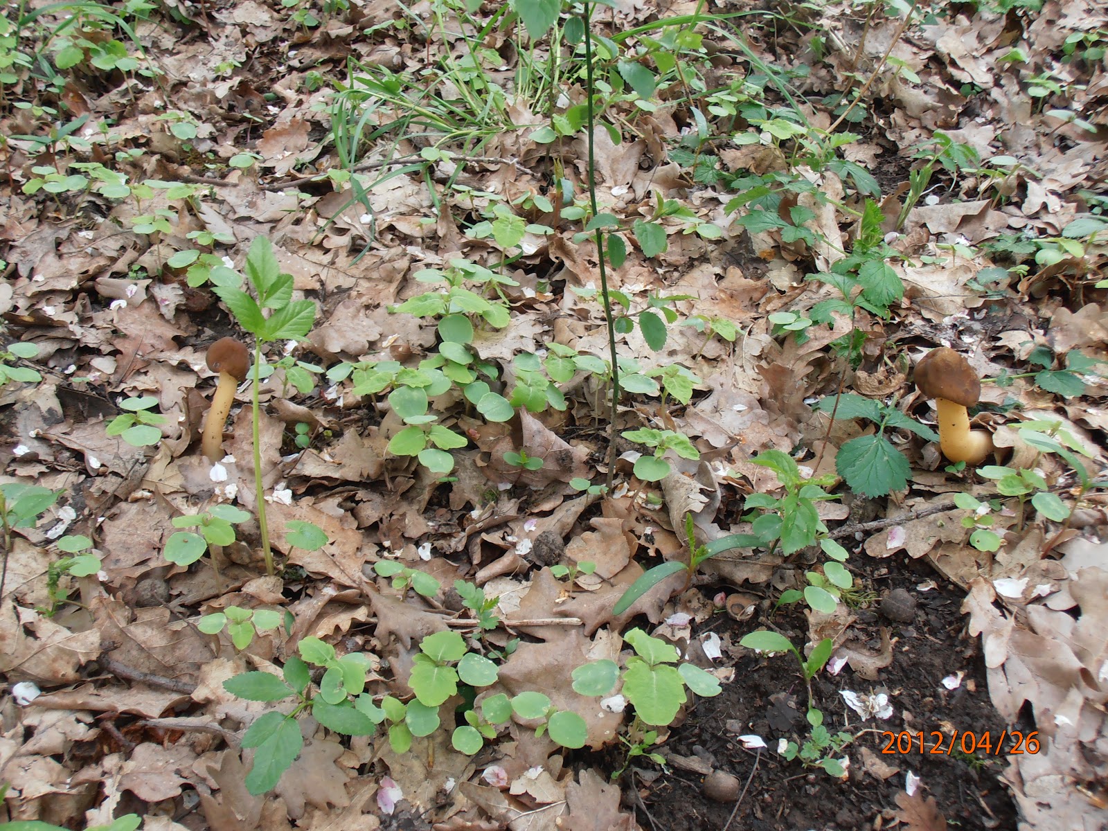 Terra Morchellarum: Interesting outings regarding fungi : bell morels ...