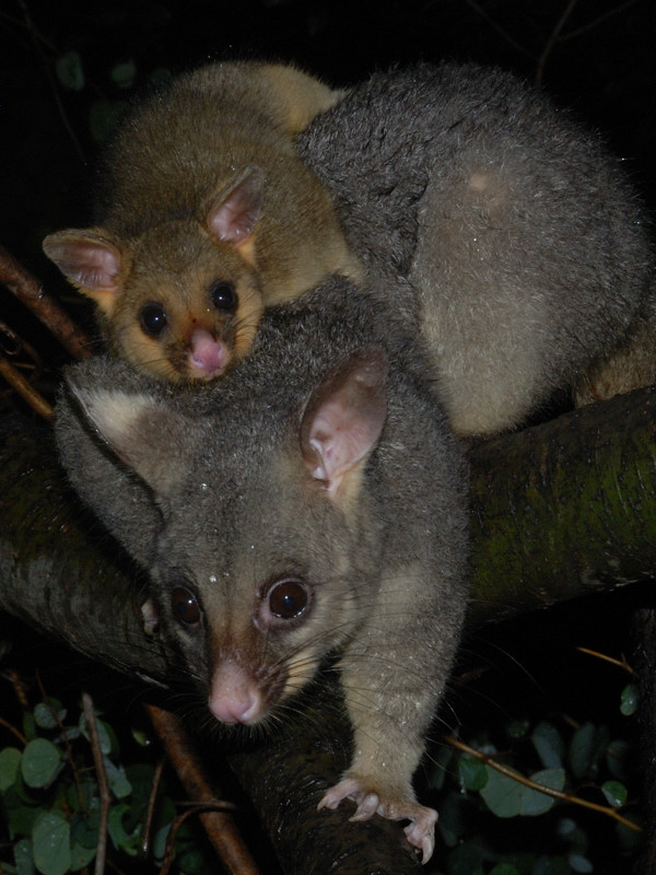 Possum TV: Introducing Kyoo