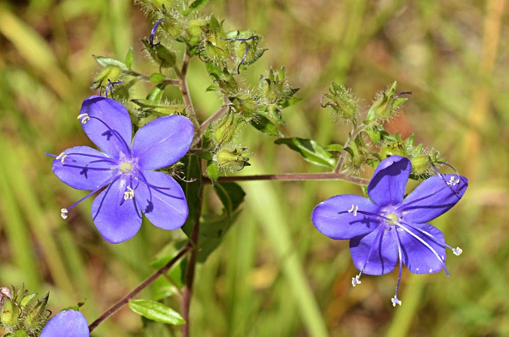Space Coast Wildflowers: July 2013