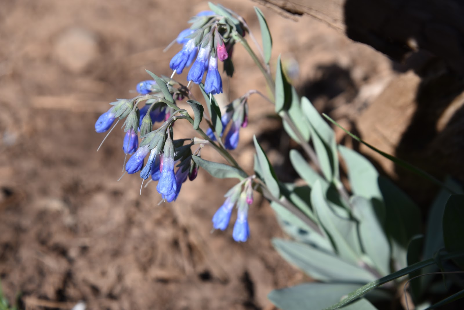 Arizona Hiking: CRYSTAL POINT TRAIL