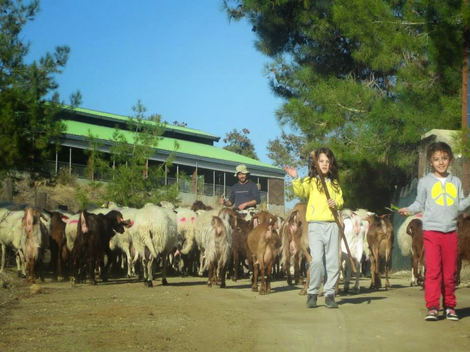 Produced in Cyprus: Riverland Diary Bio Farm – your first choice for ...