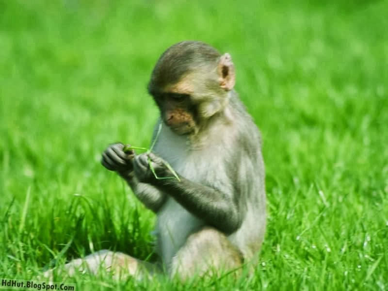 top 16 Most Cute And Beautiful Monkey Wallpapers In HD ( new )