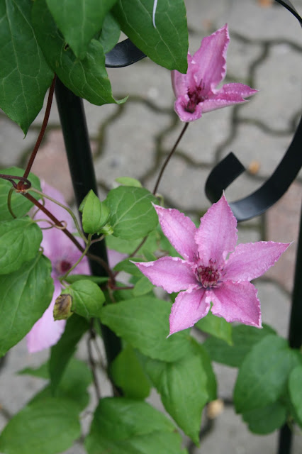 Kreativ Lycke: Pioner, Roser og Klematis