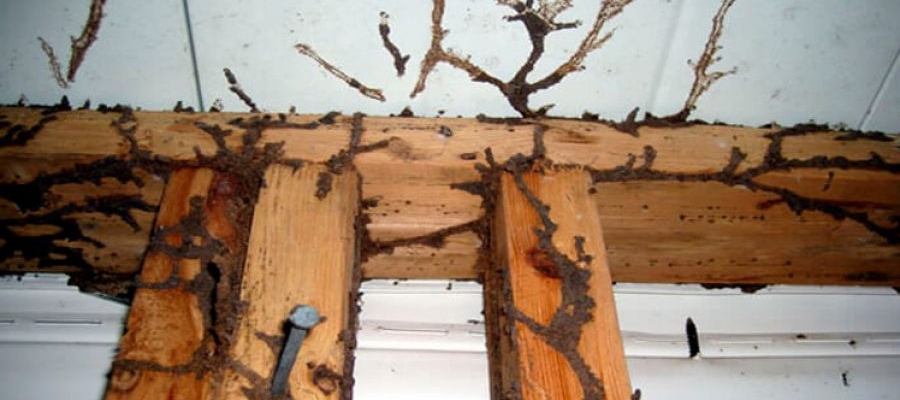 MENANGANI MASALAH RAYAP DI RUMAH SECARA ALAMI ~ Catatan SURYAONE