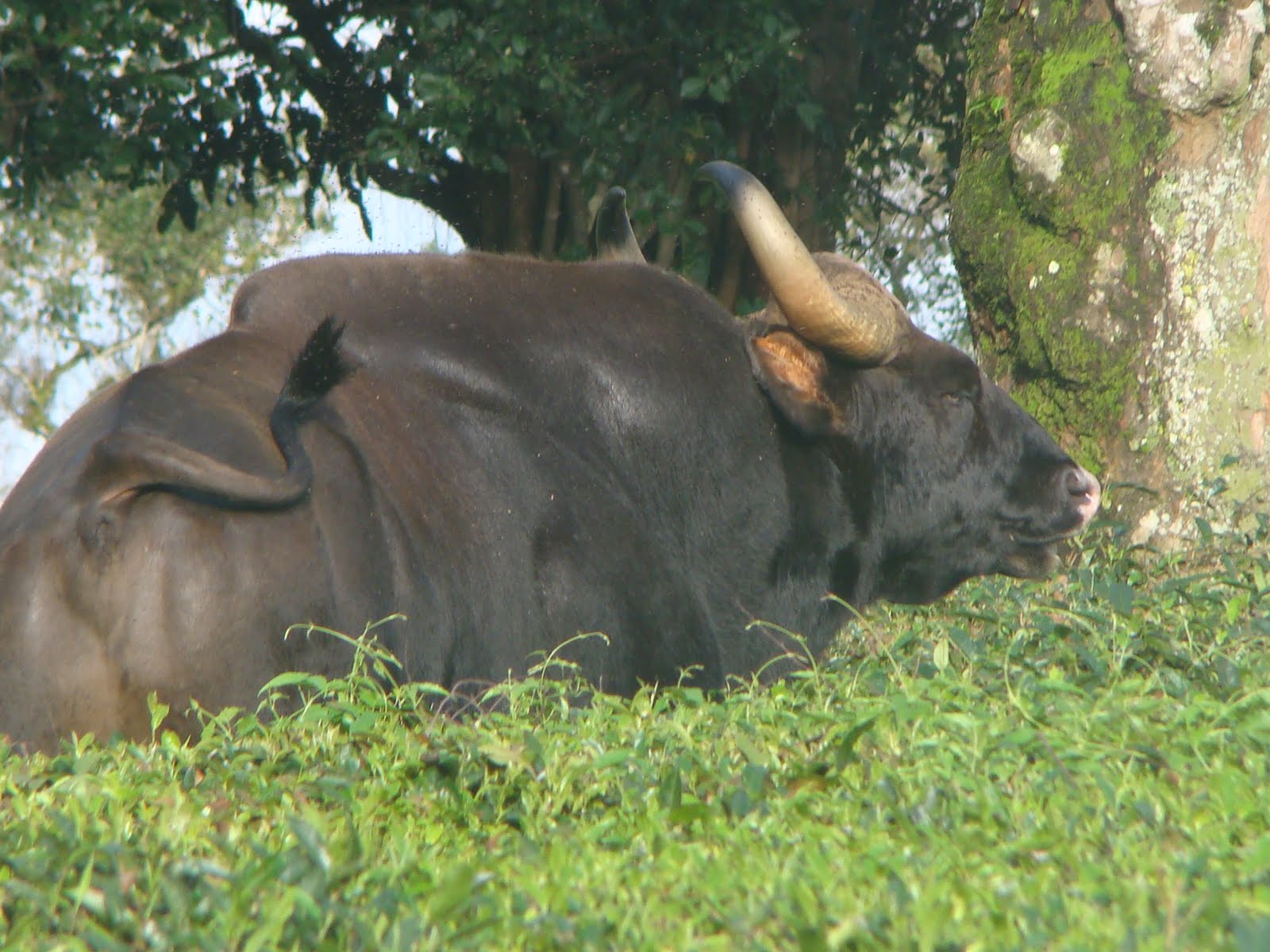 Herd of Indian Gaurs spotted at Valparai tea estate - eNidhi India ...