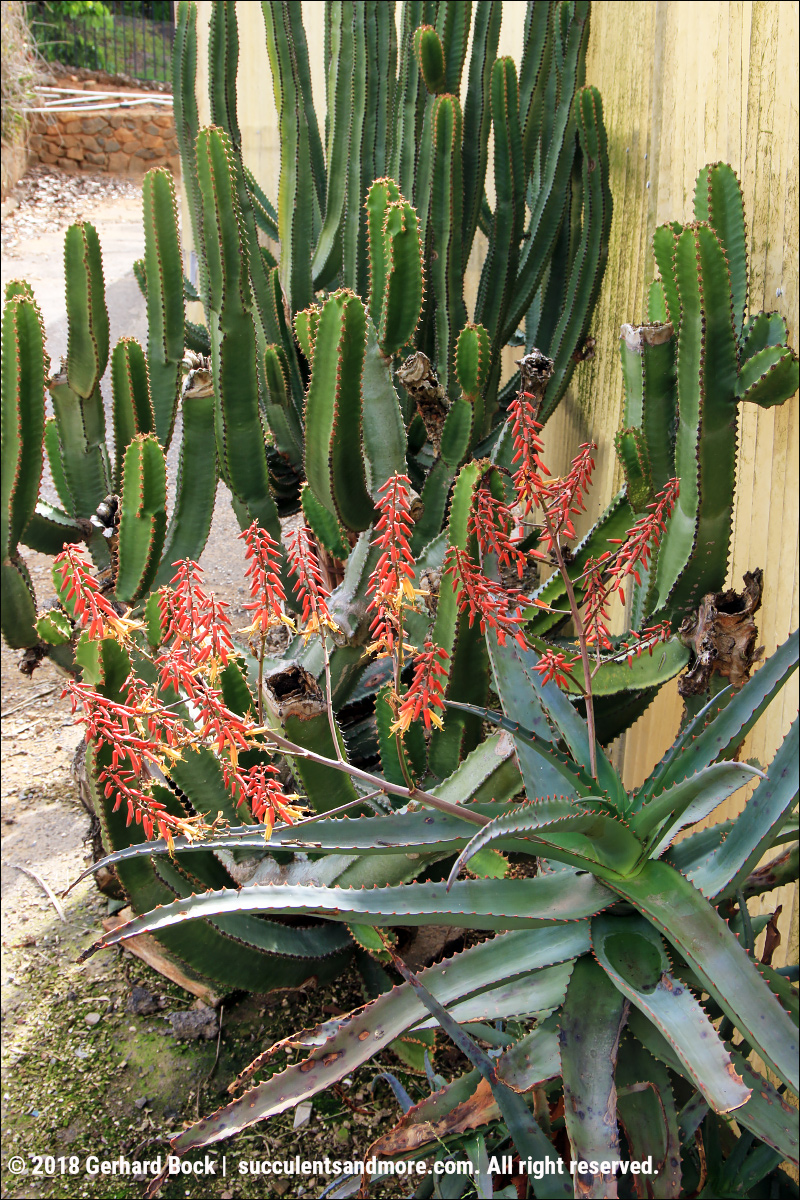 More succulent Shangri-La: Rancho Soledad Nursery (part 2)