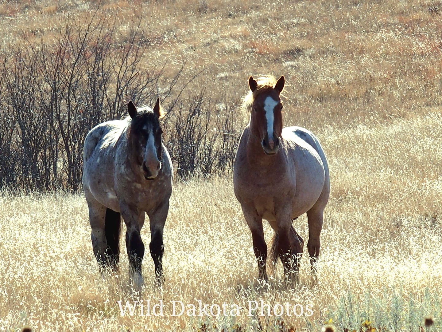 WildDakotaWoman TM: November 2018