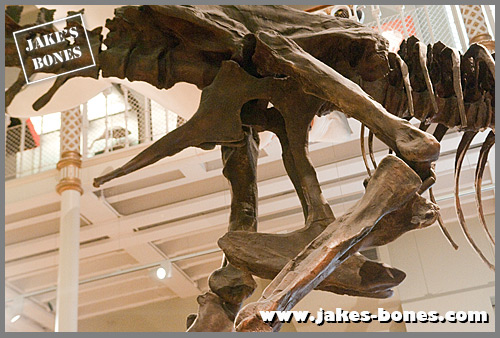 Learning about Tyrannosaurus : Jake's Bones