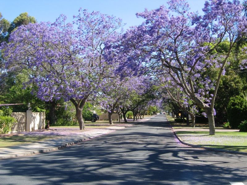 Caroo: Jacaranda Festival Applecross Saturday 24th November 2012