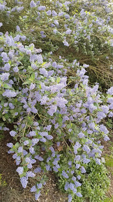 The 2 Minute Gardener: Photo - Ray Hartman Ceanothus