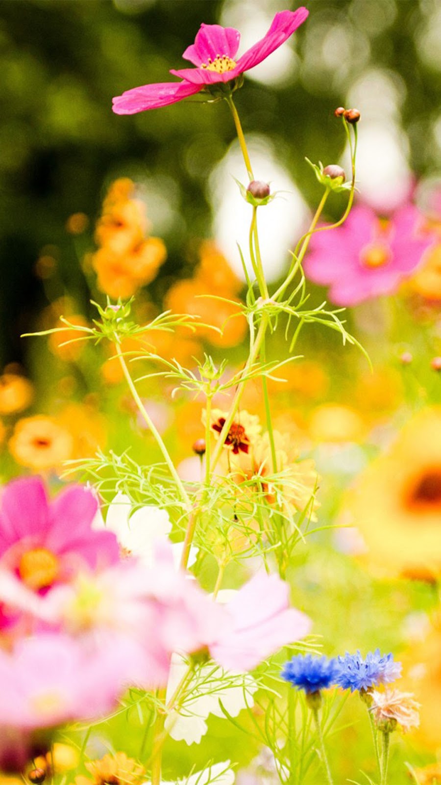 Fondo android pack 155