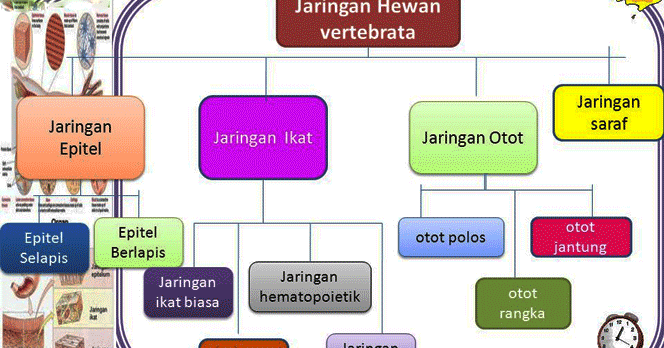 Struktur Dan Fungsi Jaringan Hewan Dan Jenis Jaringan - Biologisites