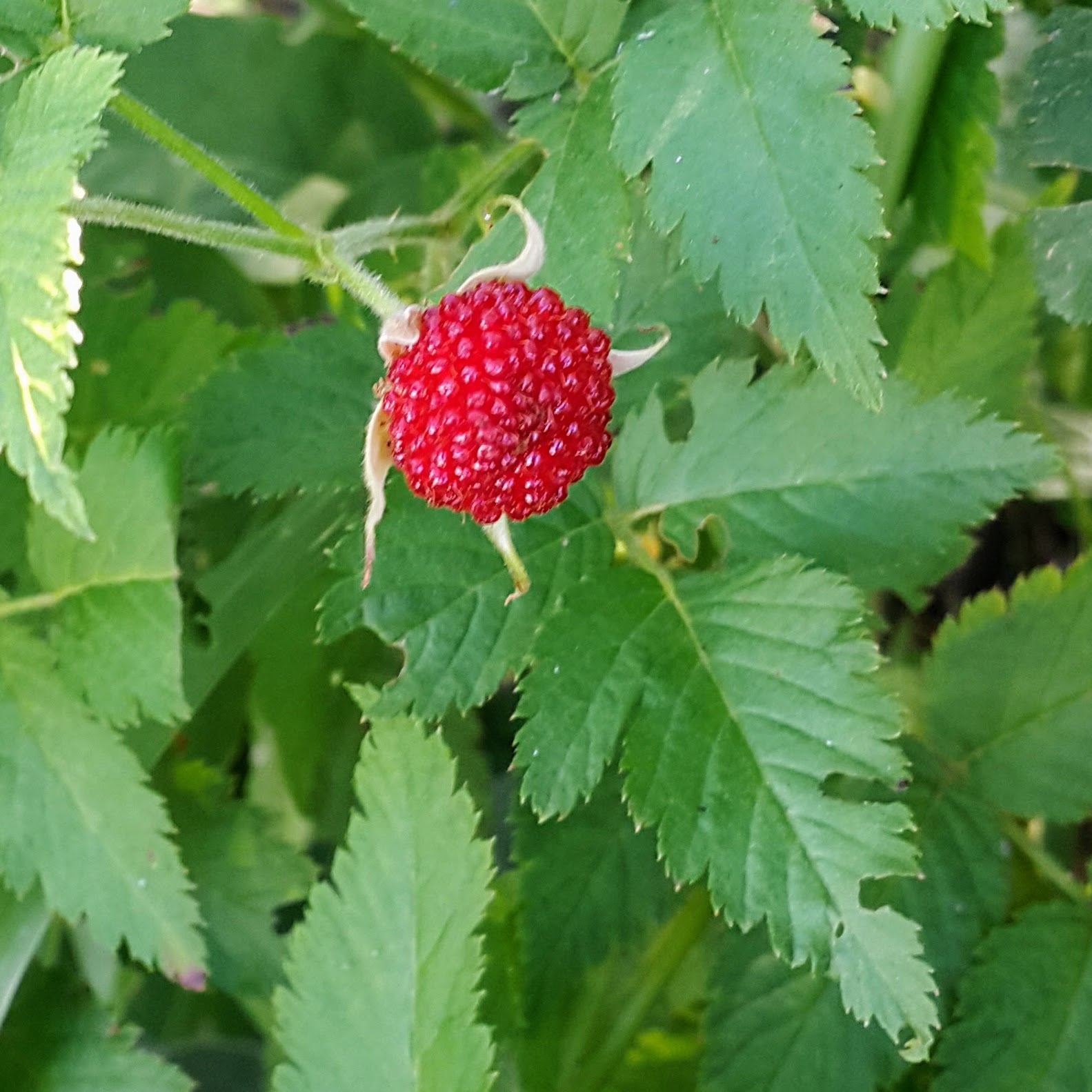 "Verdade//aspas" : 👪 Rosaceae (Rubus rosifolius 'rosifolius')