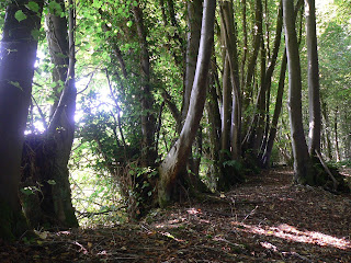 The Curious Naturalist: Hockering Wood & Hindolveston