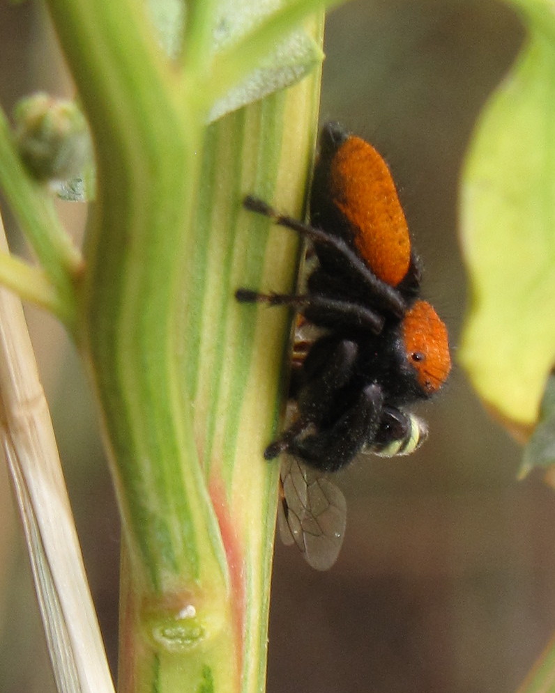 Bug Eric: Spider Sunday: Apache Jumping Spider
