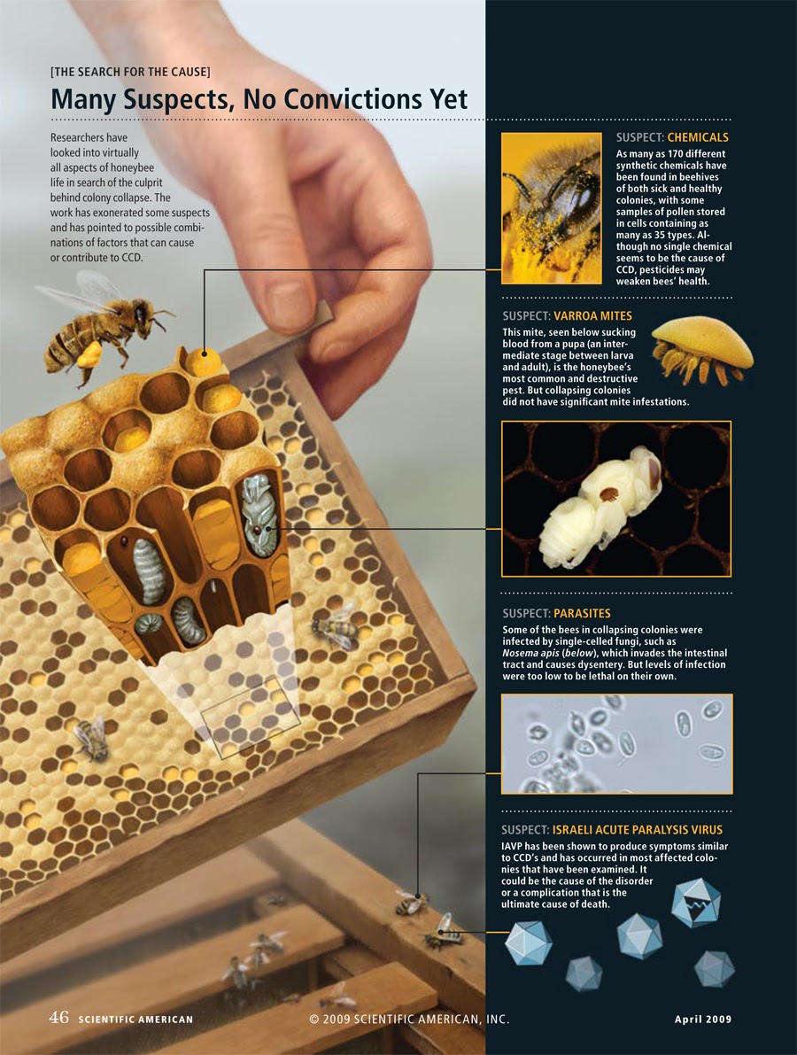 Comunidad de foros de Apicultura - efectos patógenos de Varroa ...