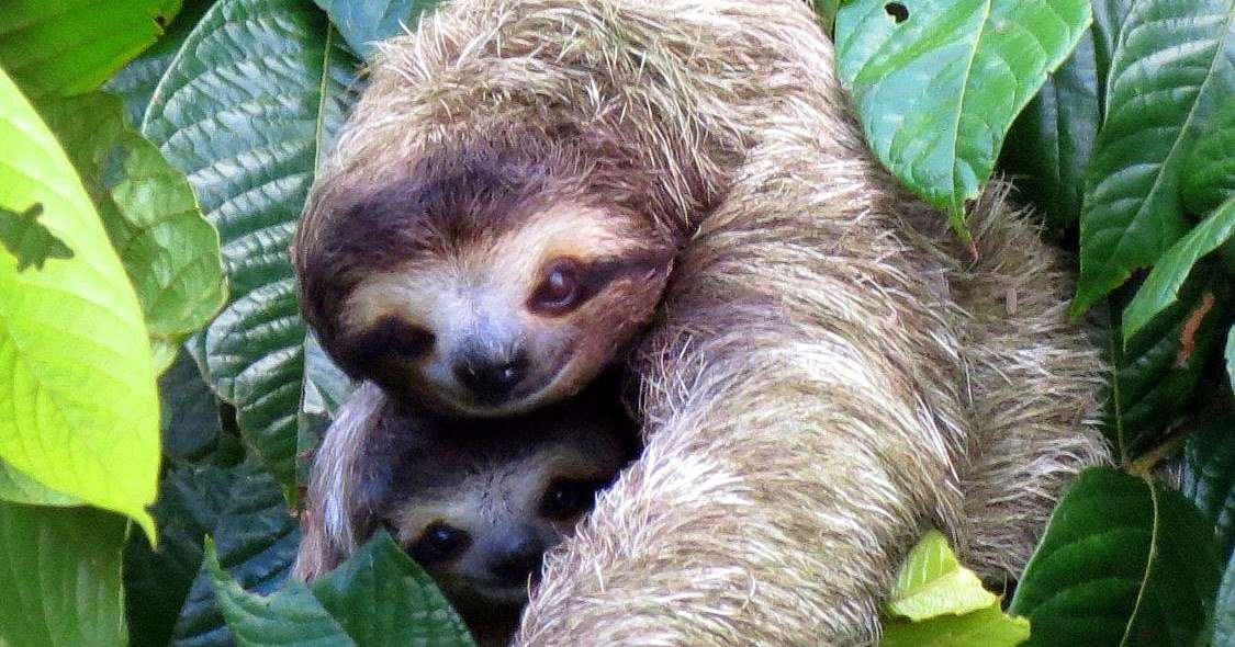 Brown Three-toed Sloth with Baby - Travels With Birds