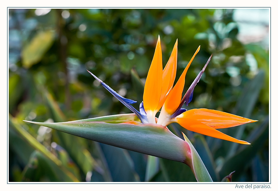 DISFRUTARAS MIRANDOLAS: FLORES DE CANARIAS