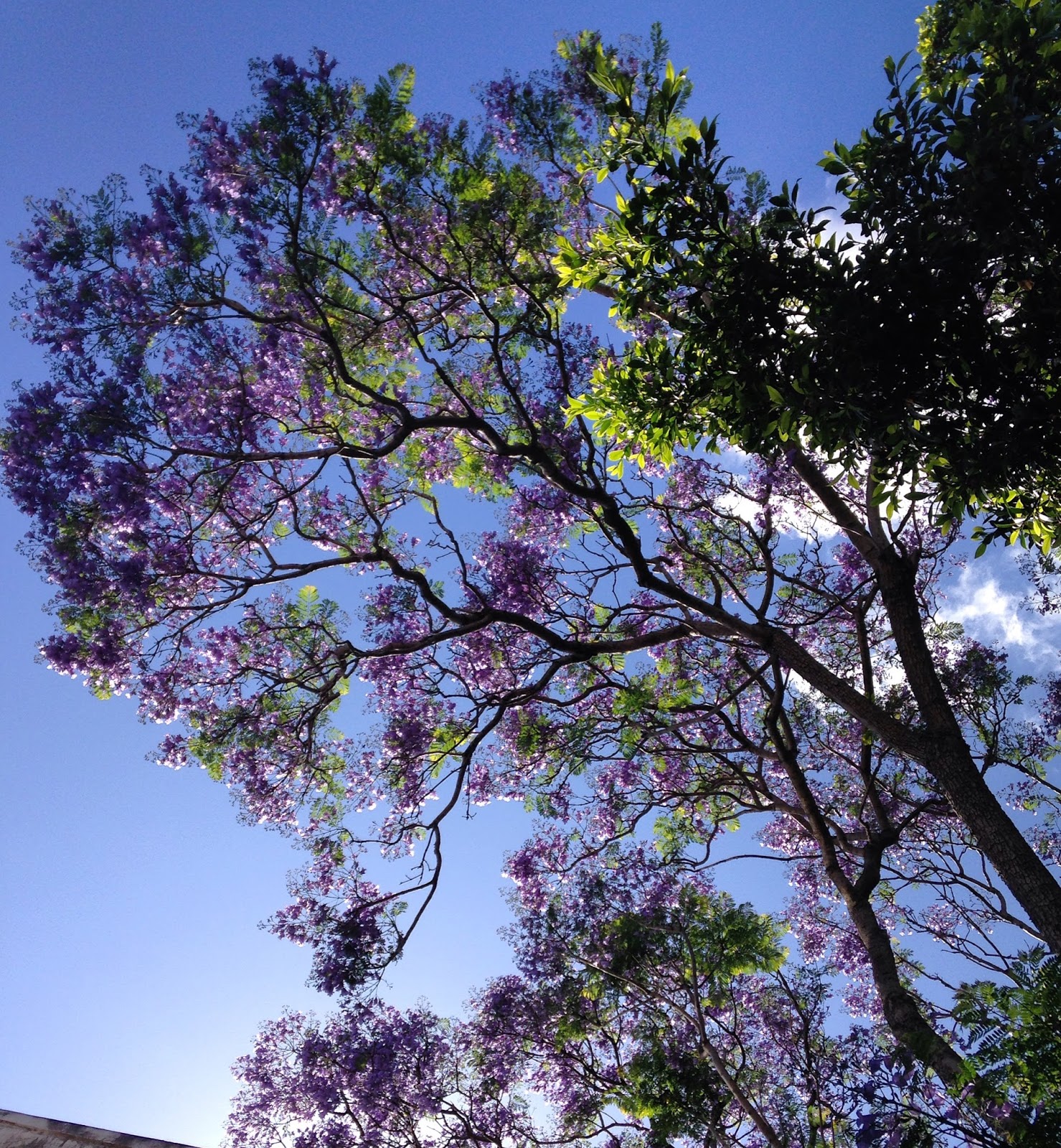 Four Seasons: It's Jacaranda Time in Sydney