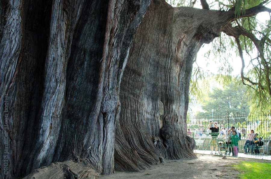 Quercus Design: The Stoutest Tree in the World: Tule, Mexico