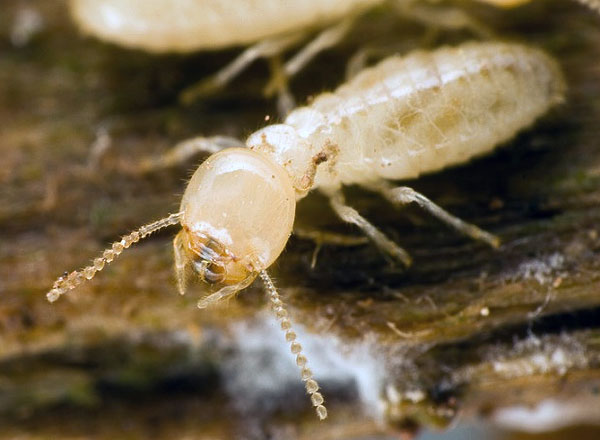 Termit nedir ne demektir? Kısaca anlamı - Laf Sözlük