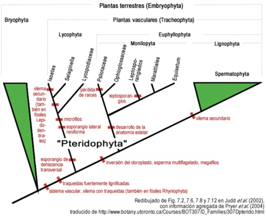 BIOLOGIA VEGETAL: PTERIDOPHYTAS