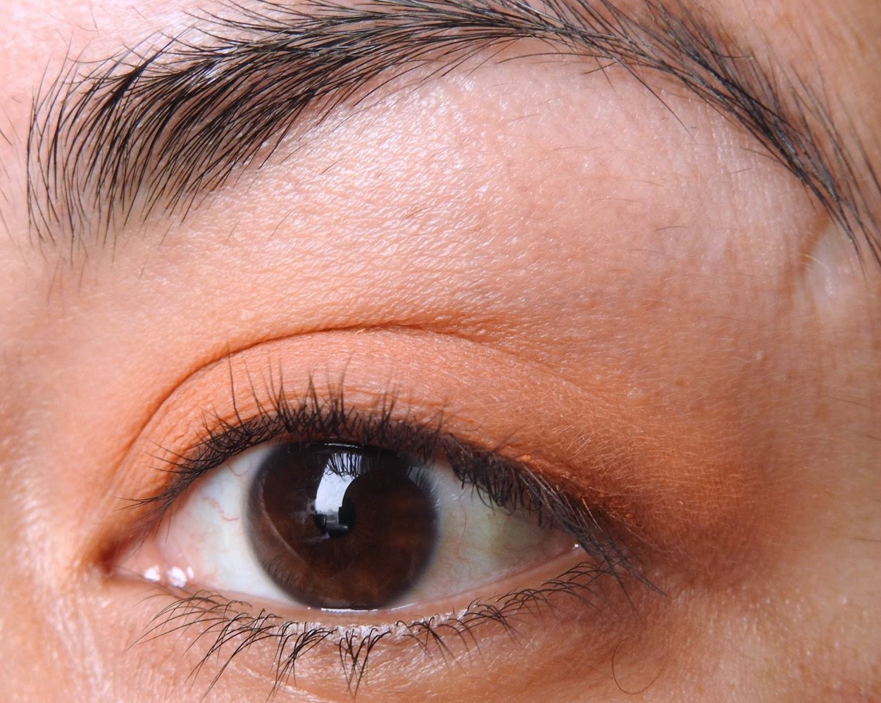 [Heimish] Dailism eye palette Coral Essay | Korean Beauty Dream