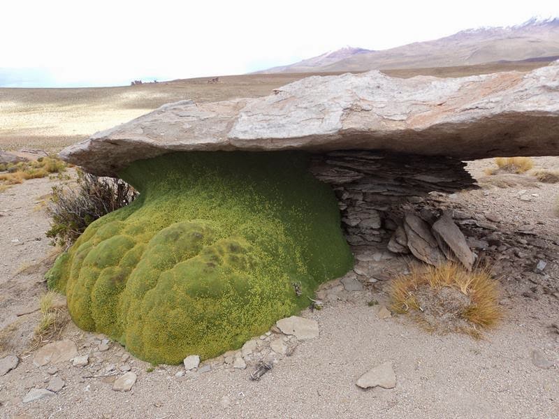 Ritebook: Yareta or Llareta | The 3,000 Years Old Plant