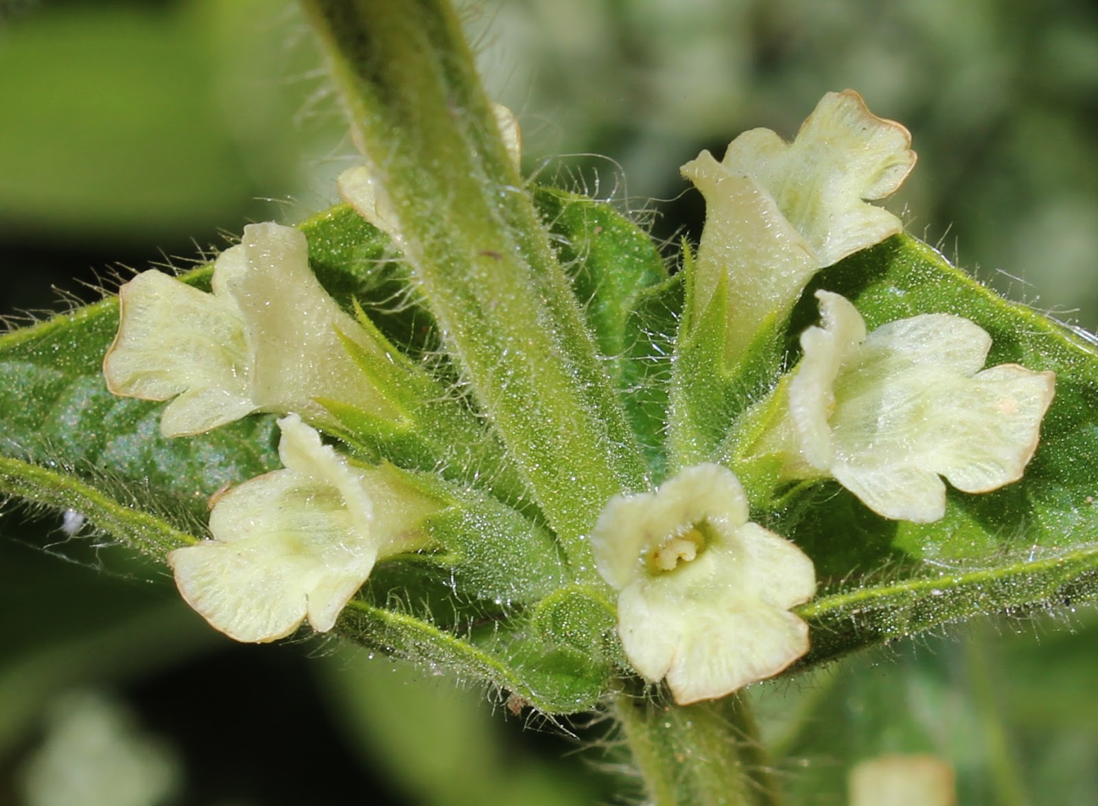 Biodiversity of Cyprus by NGO Protection of the Natural Heritage and ...