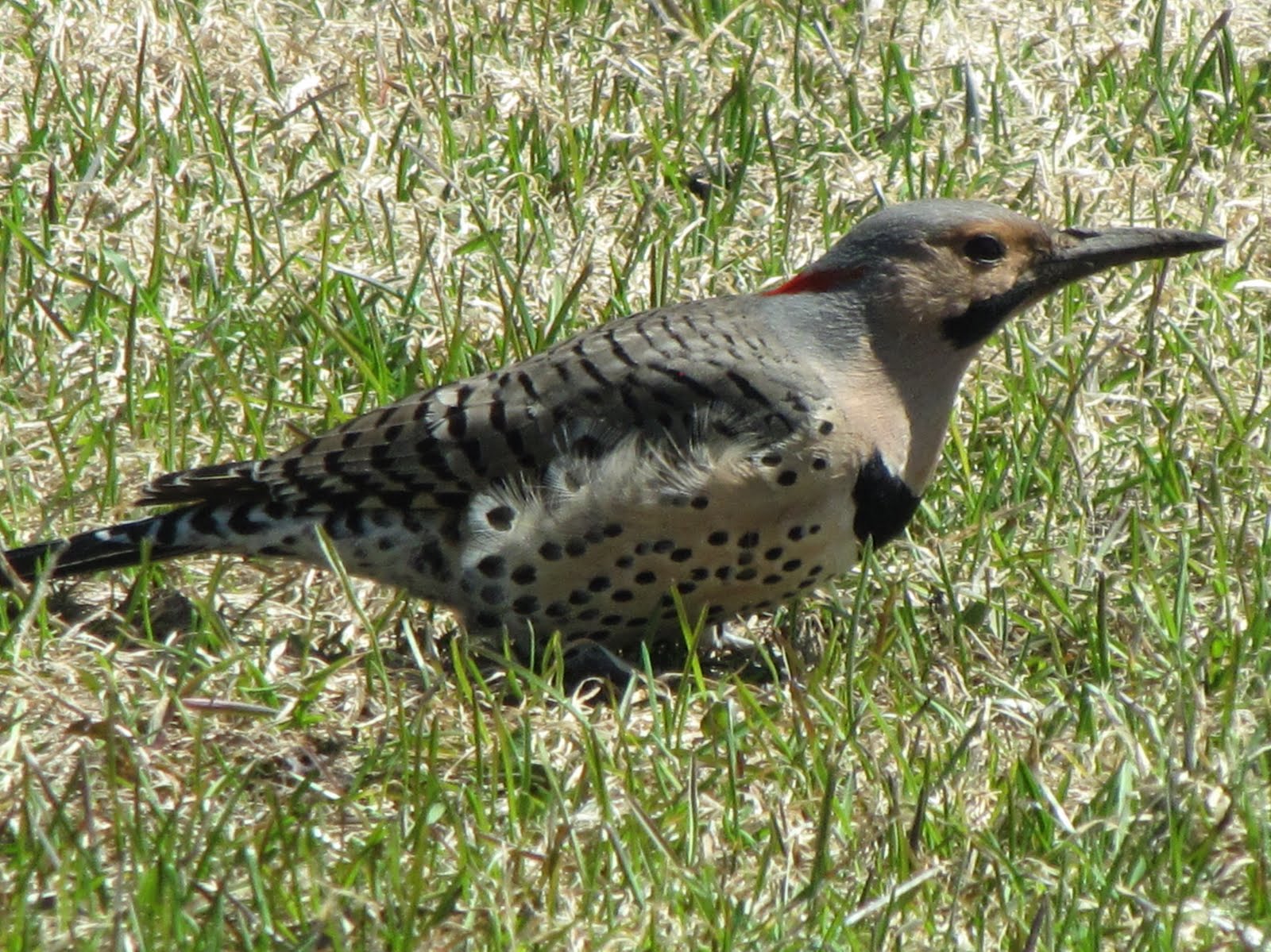 Kat's Chronicles: 23 Apr - Exploring North Dakota