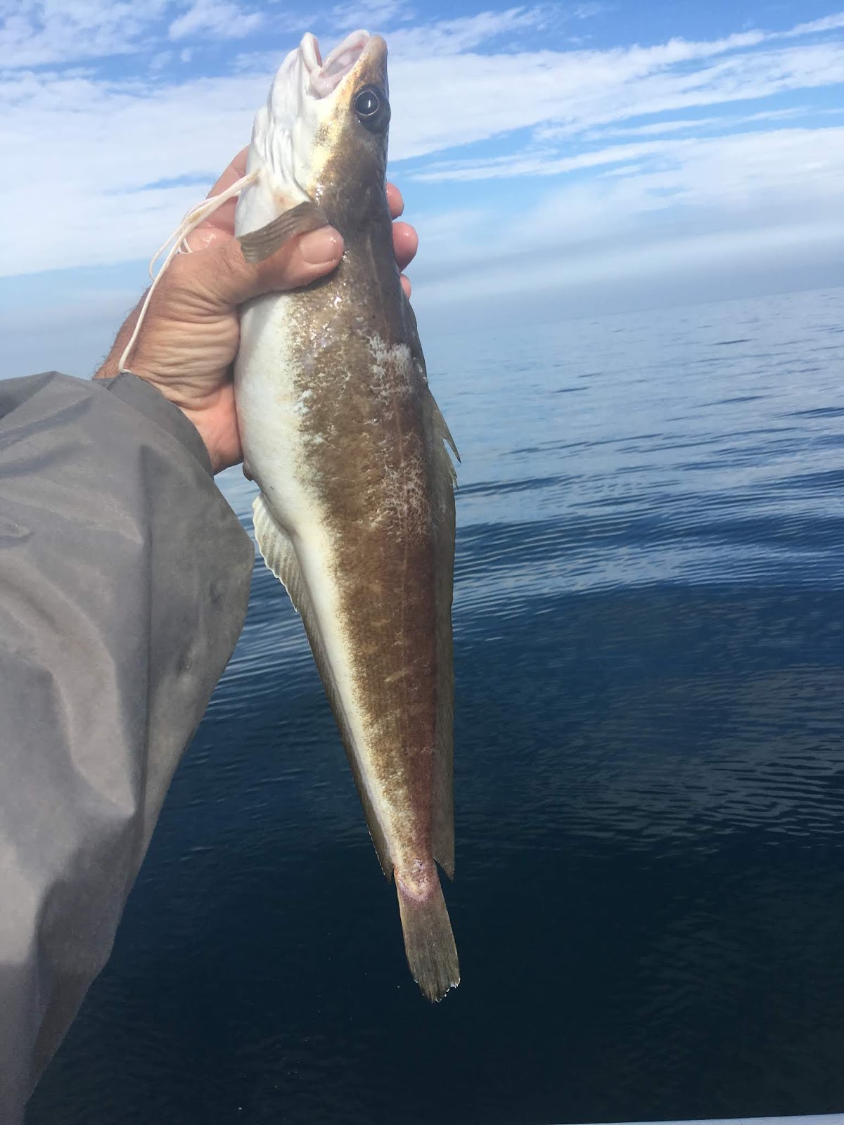 Nerdy Angler: 2018 Species List