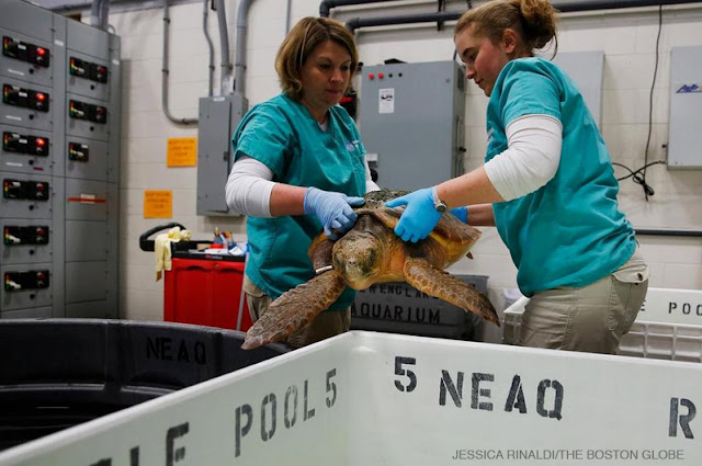 Marine Animal Rescue Team Blog