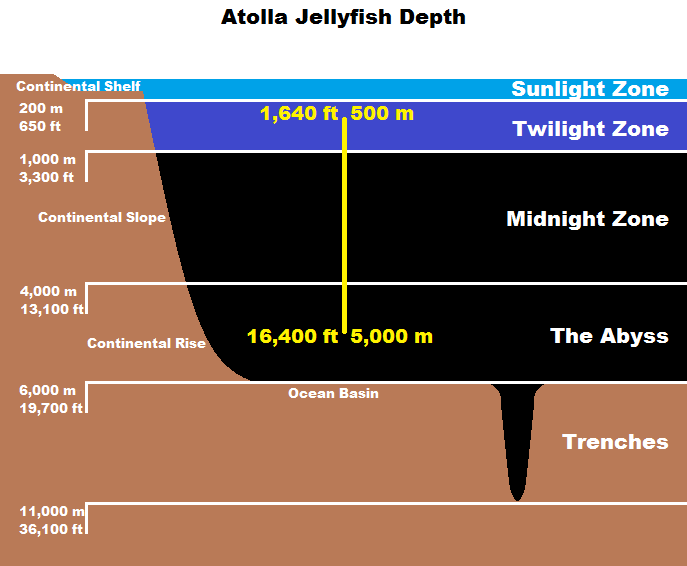 Vivências em biologia: Animais incríveis - Atolla wyvillei
