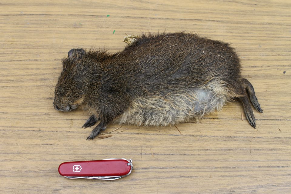 COMANDO ECOLOGICO PERU: Descubrimiento del Cuy Silvestre en Lima