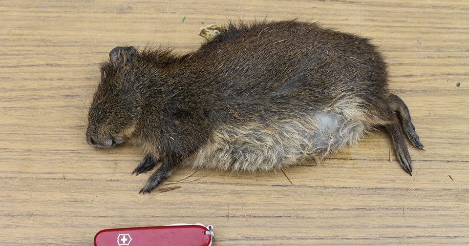 COMANDO ECOLOGICO PERU: Descubrimiento del Cuy Silvestre en Lima