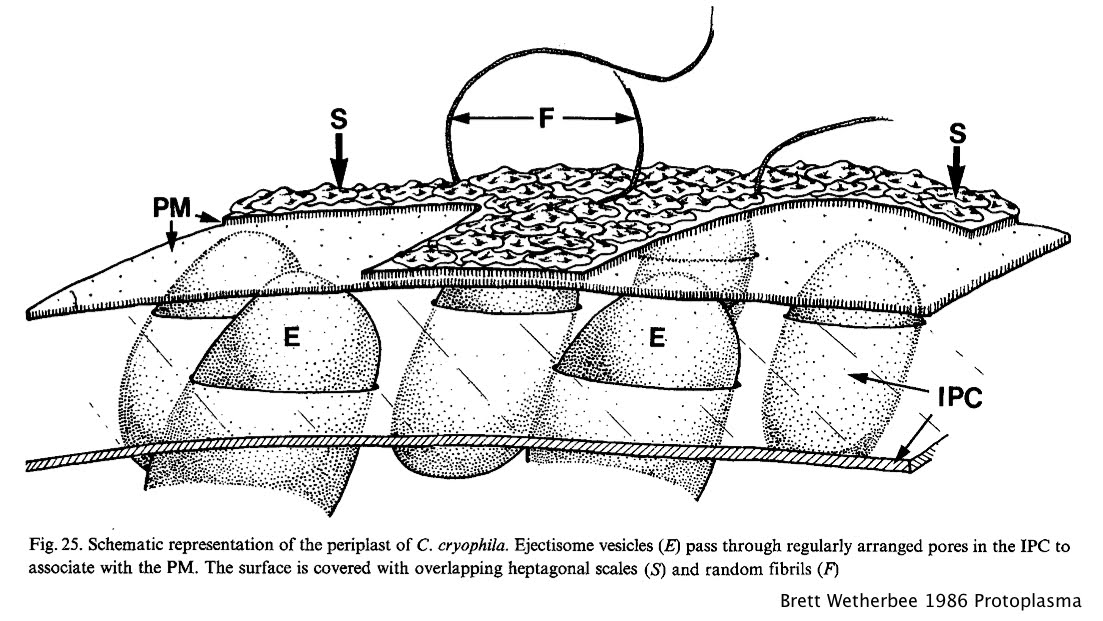 Skeptic Wonder: Cryptomonads: solar-powered armoured battleships