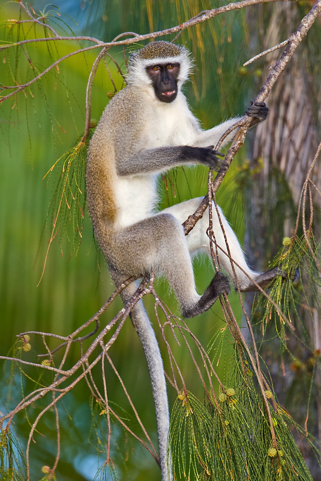 Tanzania & Zanzibar: Vervet Monkey