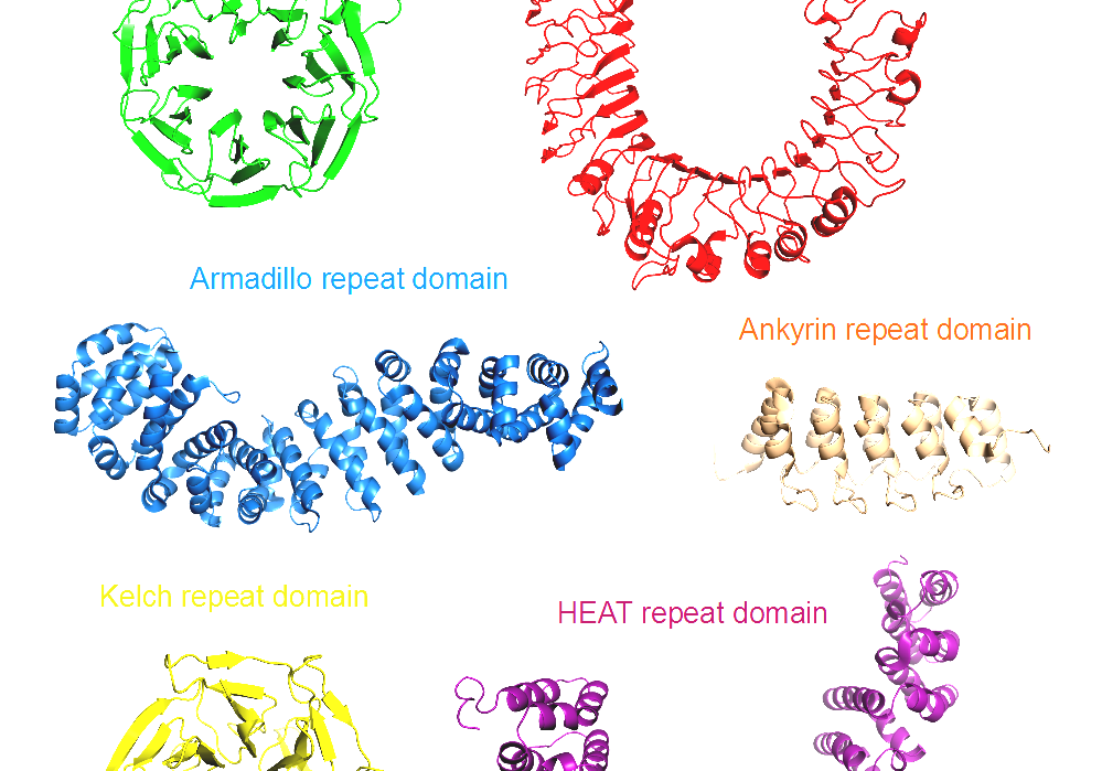 Protein Domain Protein Domain Definition