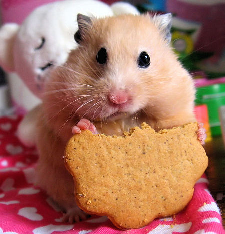 What do hamsters eat? ~ Hamster Care and Advice