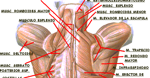 Músculos que atuam na cintura escapular | Educação Físicaa