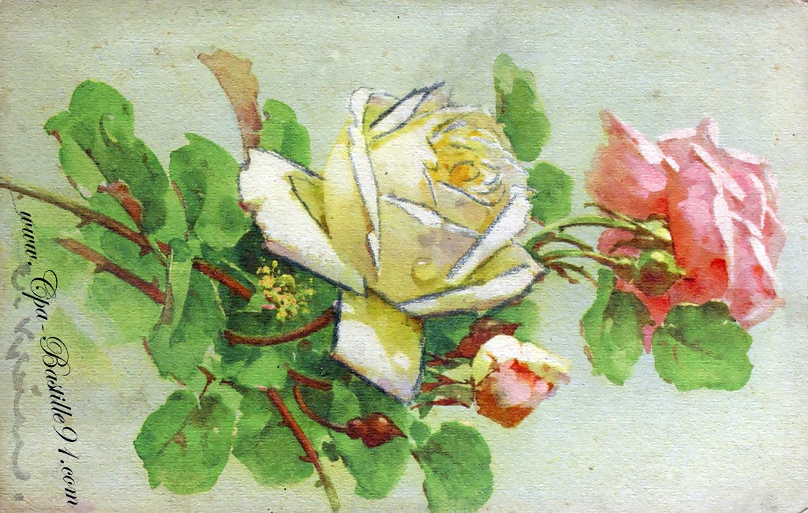 Vintage Art Roses Group Prints Postcard | Joy Design Studio