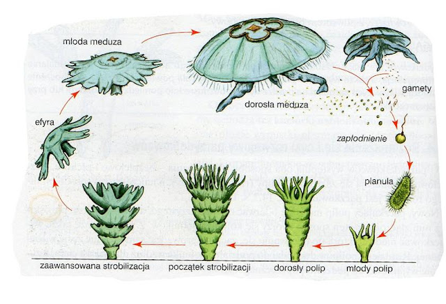 Zwierzęta Morskie: Chełbia Modra