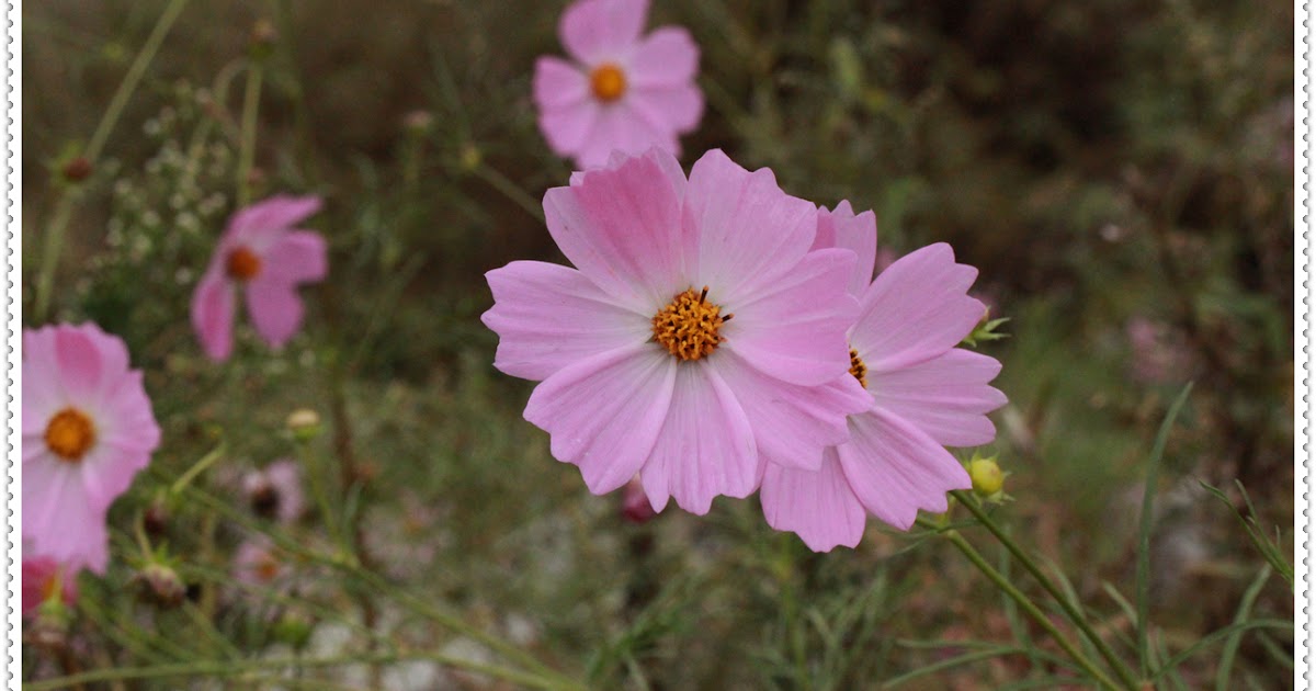 The Scriptures: Mark-05-31