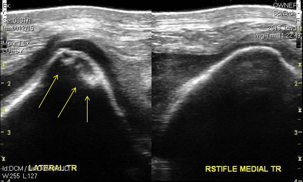 Michael Porter, Equine Veterinarian: Stifle OCD!!