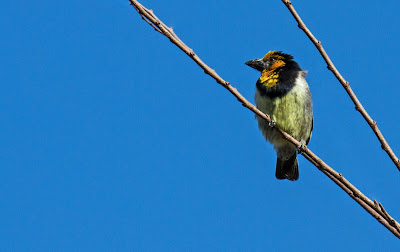 The '800 Challenge' - Southern Africa: Xanthochromism - a yellow Black ...