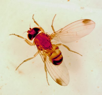 THE WESTERNER: Asian fruit fly new pest to threaten NM growers