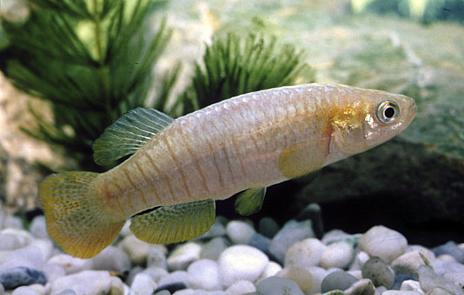 VALENCIA TOOTHCARP FISH ~ Everything About Fish